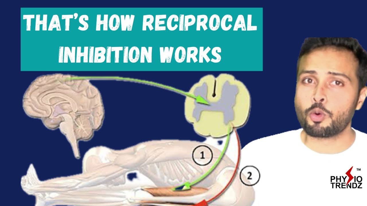 The Physiology Behind Reciprocal Inhibition - YouTube