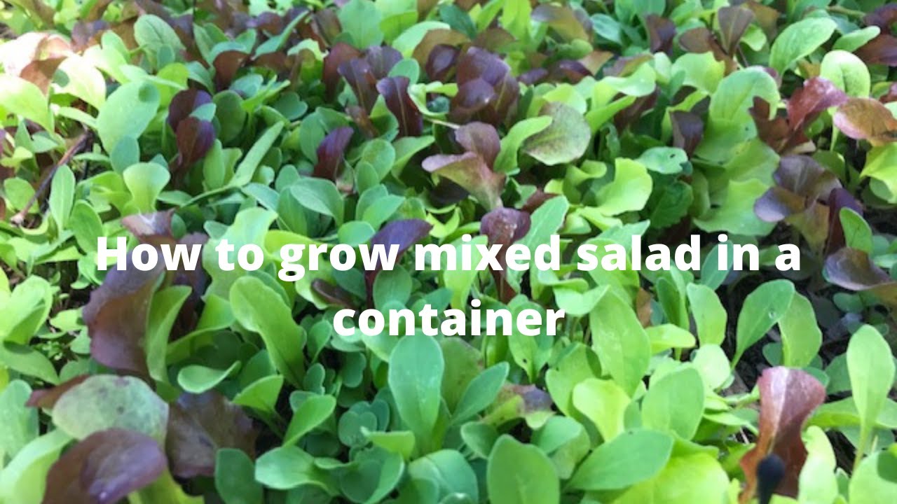 How to grow a mixed salad in a container, Vlog #5 - YouTube