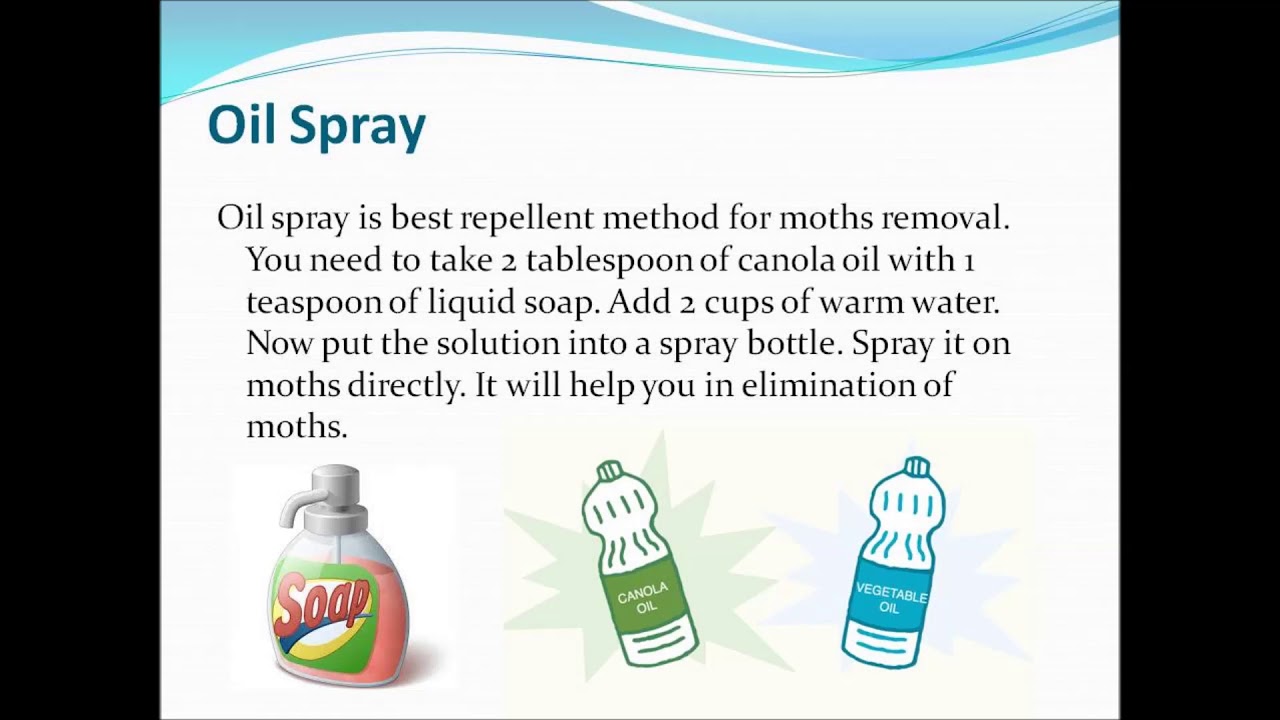 Home remedies for codling moths control - YouTube