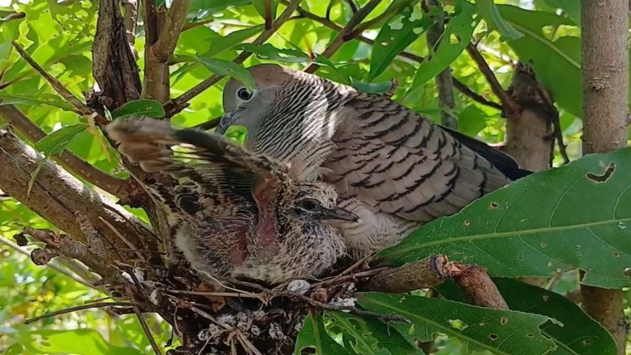 Dove birds Breeding protects babies in two nests - EP46 - Baby Birds Dove. - YouTube