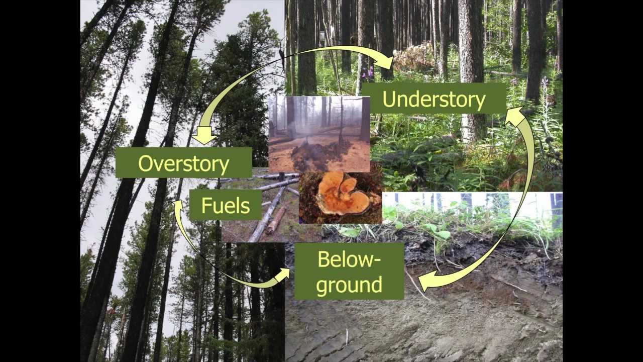 Anne McIntosh - MPB's expanding range: Effects on vegetation, fuels and ...