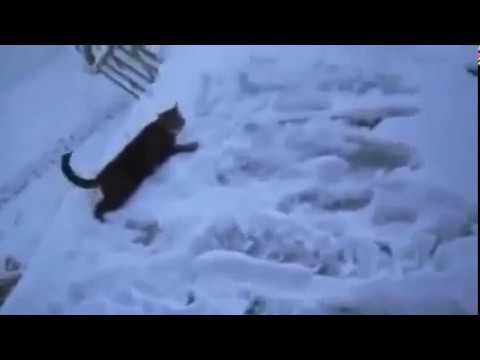 Funny cats jumping fails - YouTube