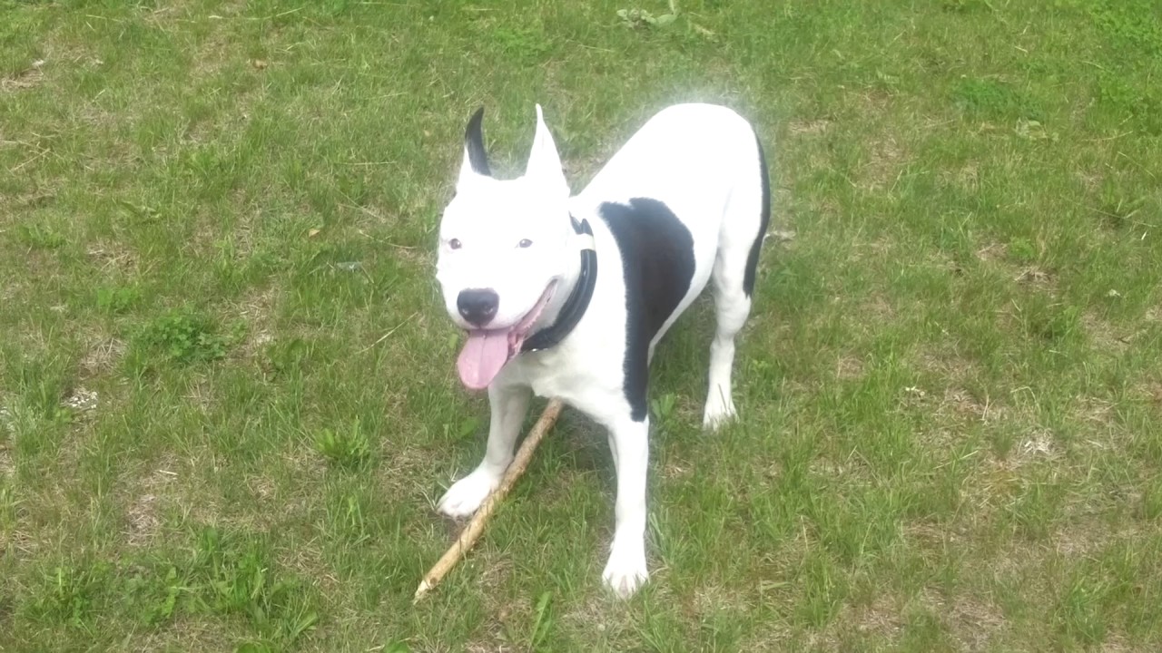 Пакистанский Gull Terr - YouTube