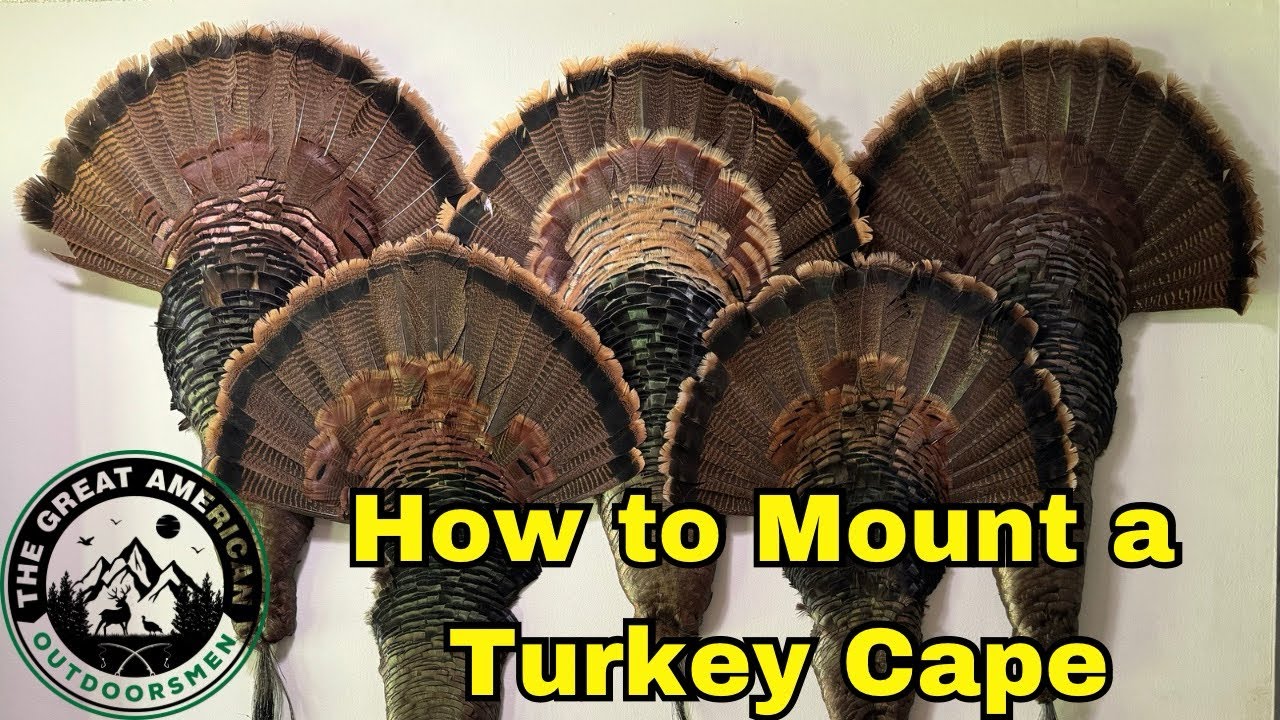 How To Mount A Turkey Cape | Turkey Fan Mount - YouTube