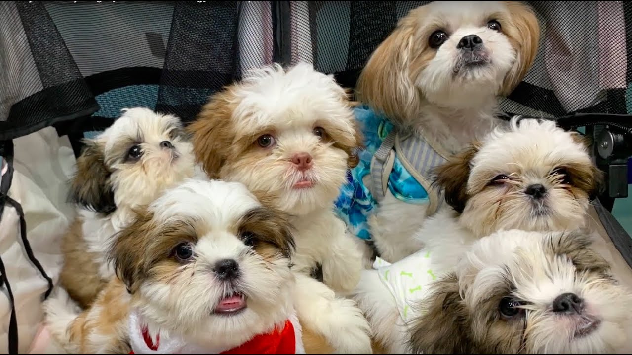 A day with my dogs [Furr Babies Vlog] #4thimpactFurrBabies - YouTube