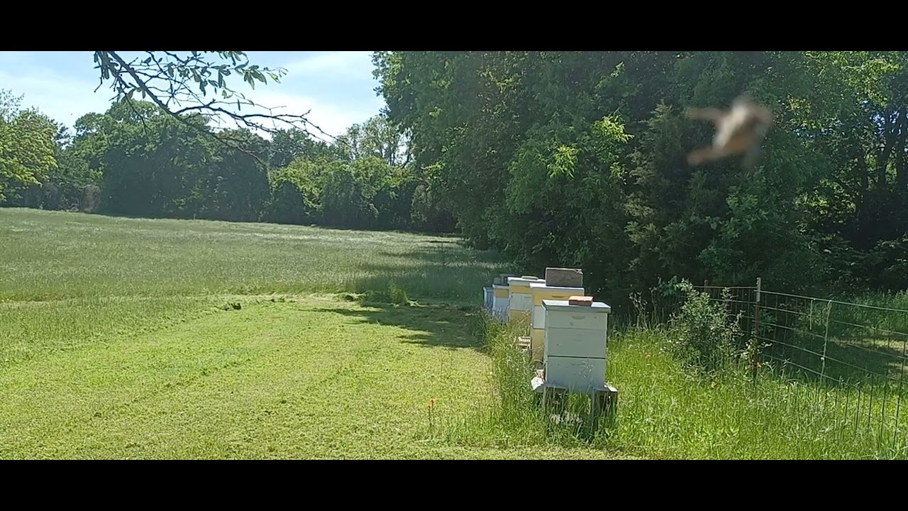 how to mow around, honey bee hives. - YouTube
