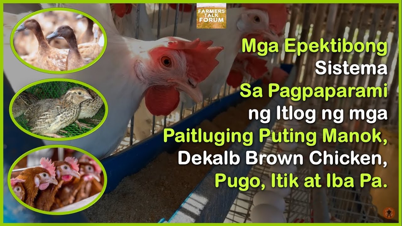 Pagpaparami Ng Itlog Ng Mga Paitluging Puting Manok, Dekalb Brown ...