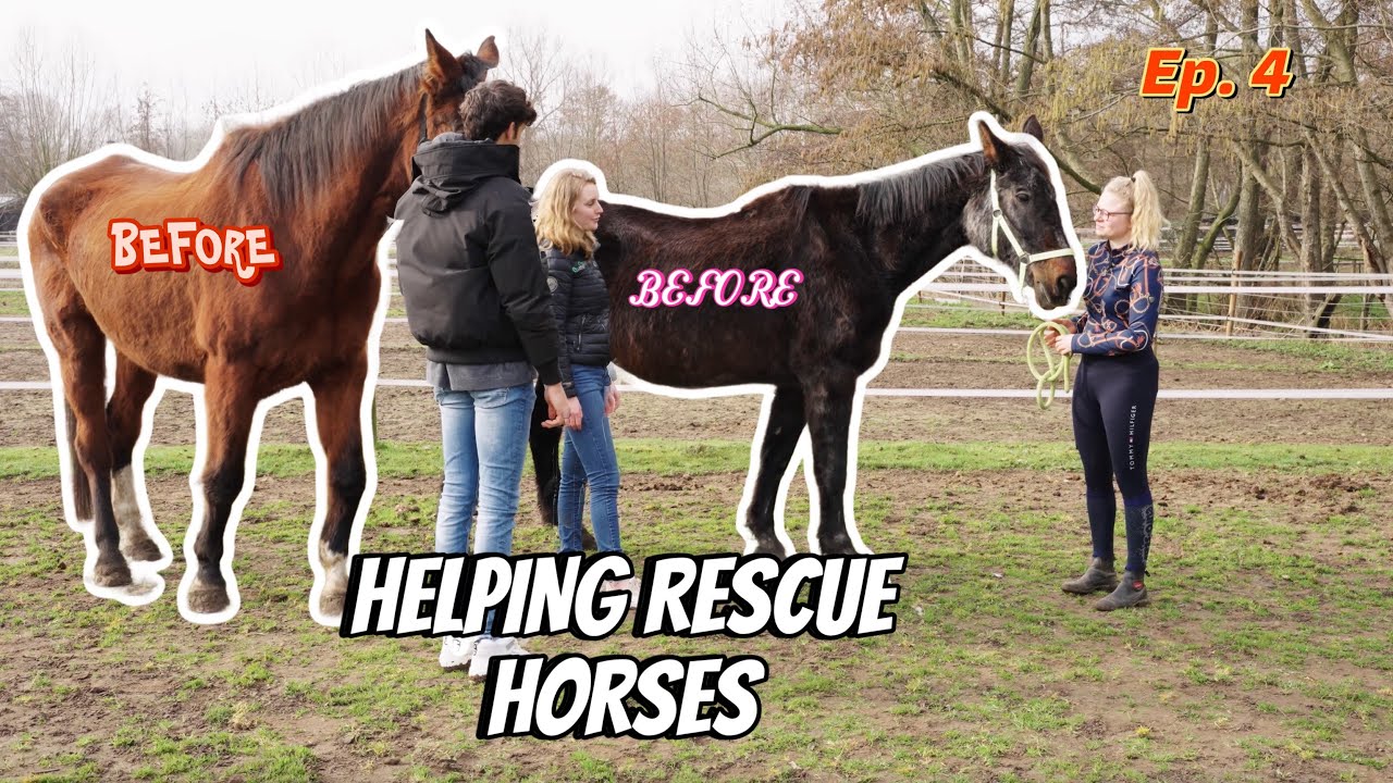 HELPING & TRANSFORMING 3 RESCUE HORSES - YouTube