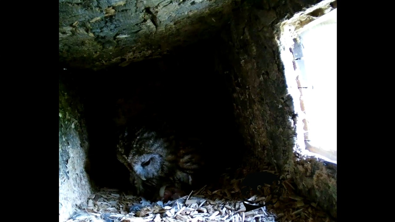 Tawny Owl chick hatching - YouTube