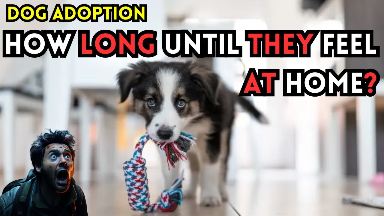 HOW LONG DOES IT TAKE FOR A DOG TO ADAPT TO A NEW HOME?🐾 - YouTube