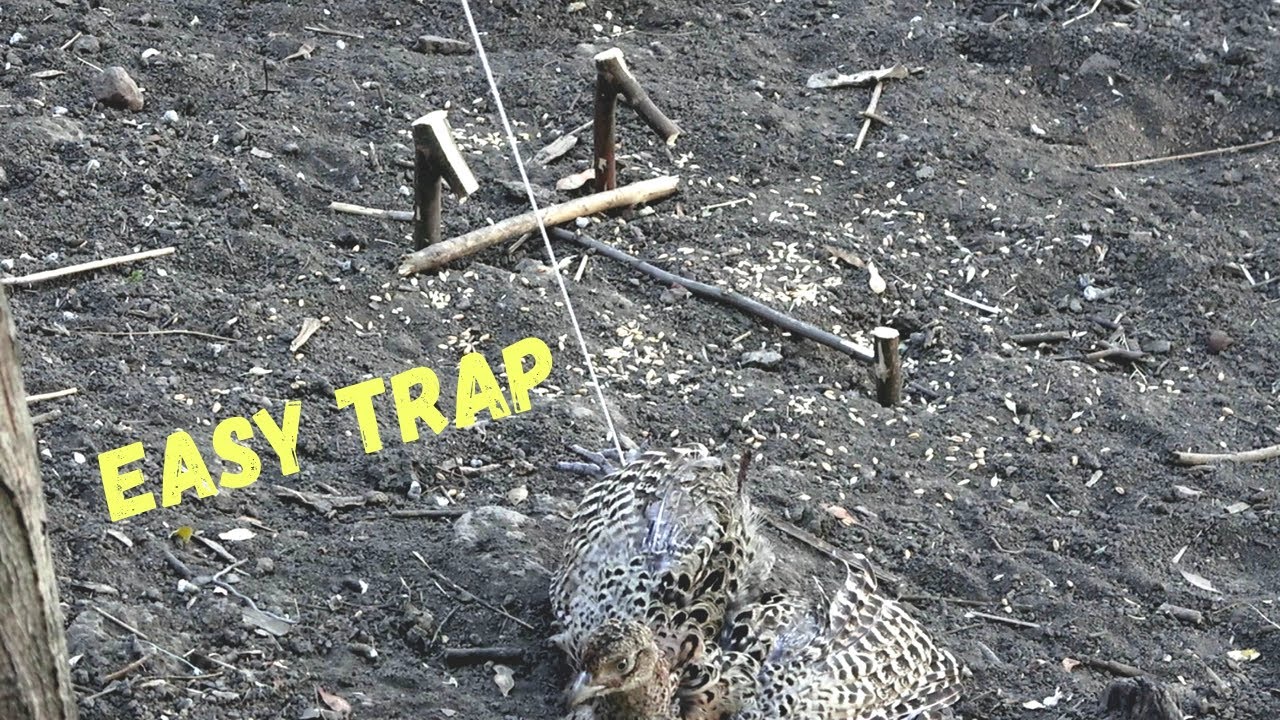 Lifting Loop / Traps For Any Bird / Amazing trap - YouTube