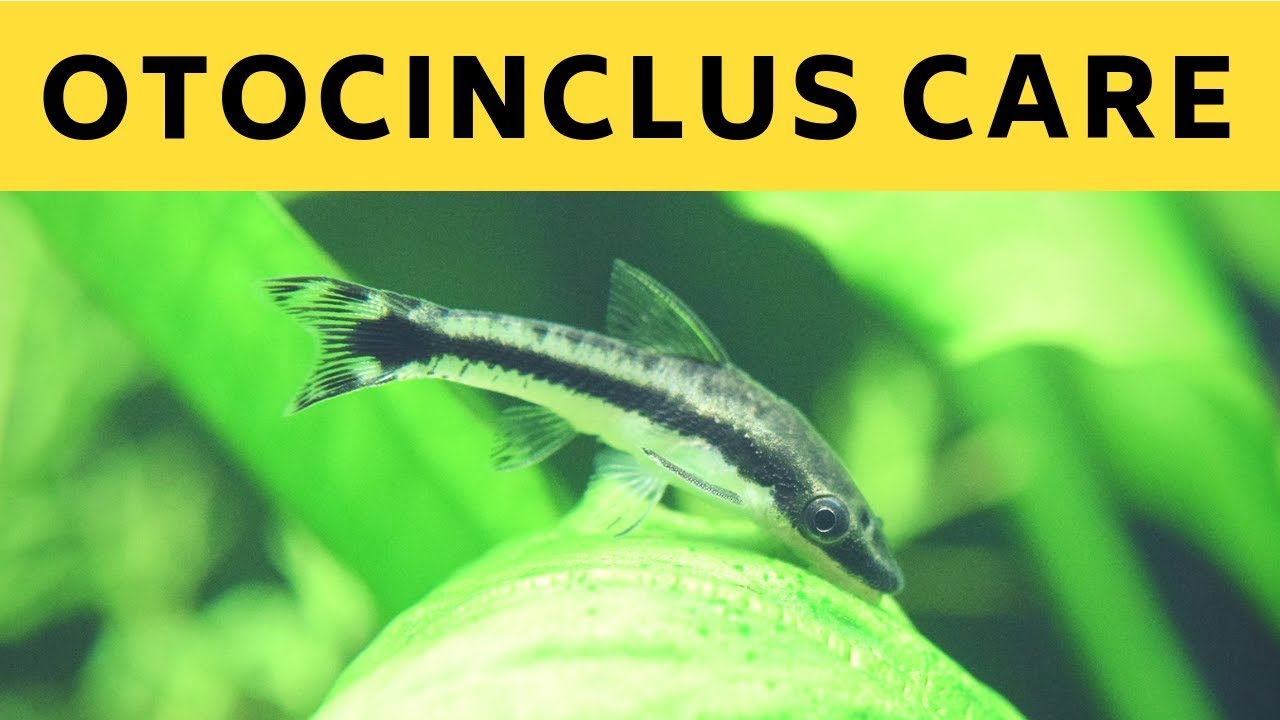 Otocinclus Catfish Care | How To Keep Otos - YouTube