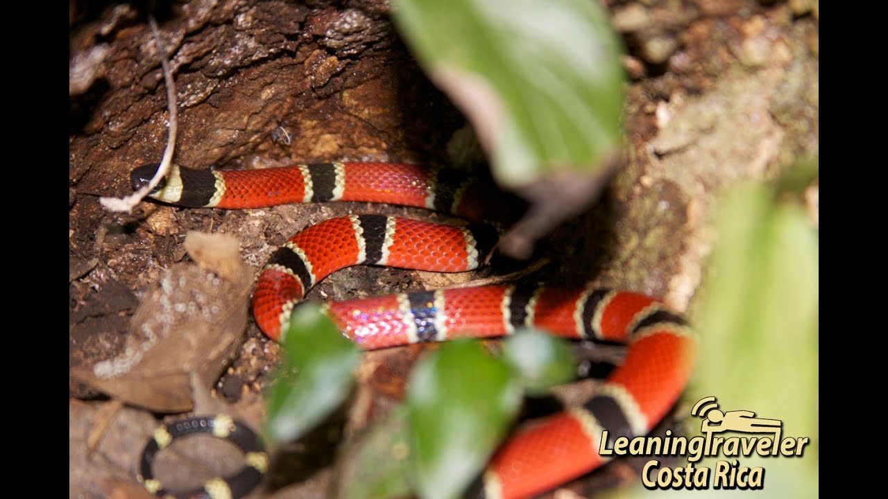 Coral Snake Rincon National Park Part 11 Costa Rica by LeaningTraveler ...