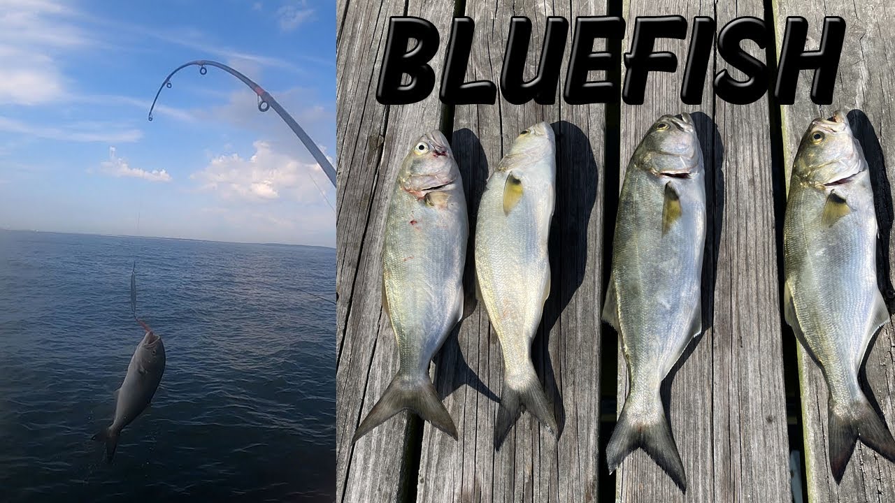 BlueFish - YouTube