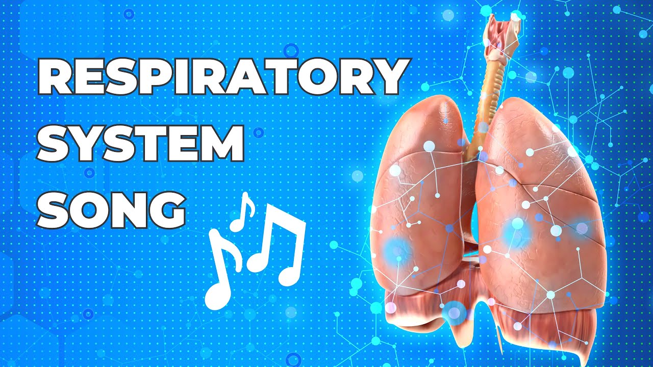 The Respiratory System Song - Fun Biology Music - YouTube