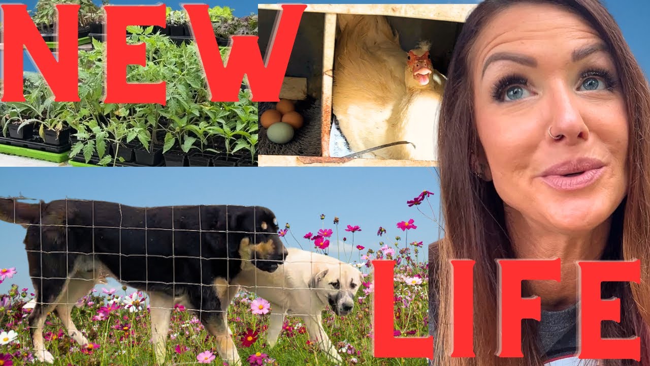 FARM VLOG UPDATE Spring 2024| New Plants For The Market Garden | Duck ...