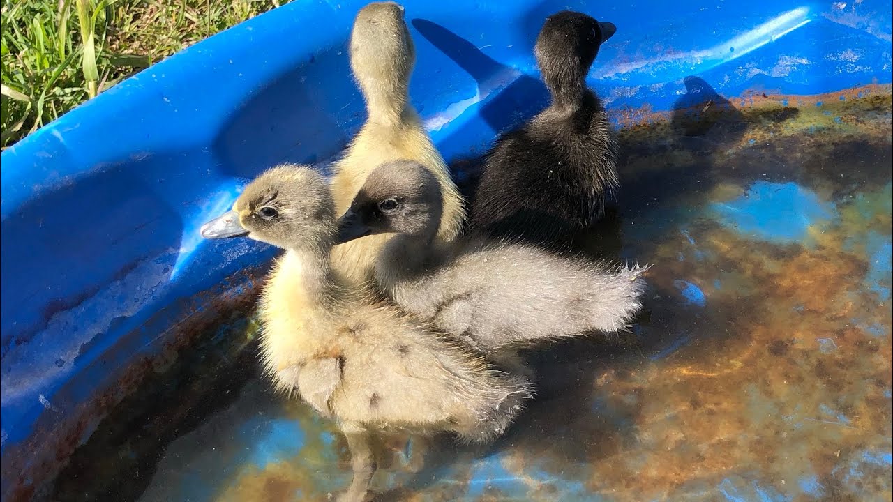Our Indian Runner Ducklings first swim. - YouTube