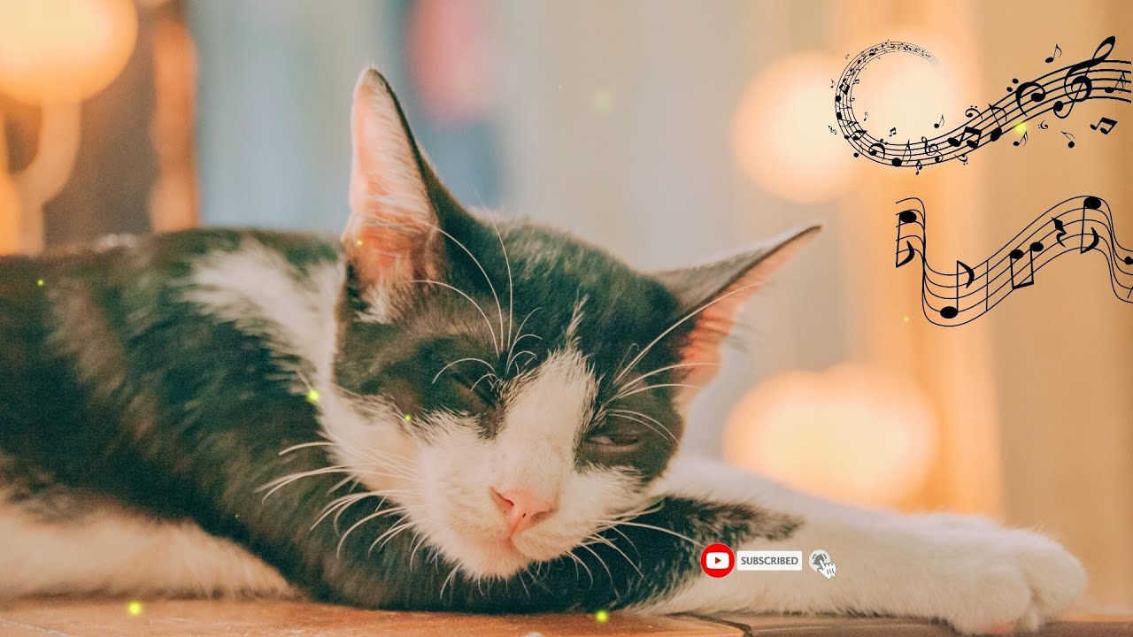 【Music for cats】The sounds that cats like for sleeping, harp & panio ...