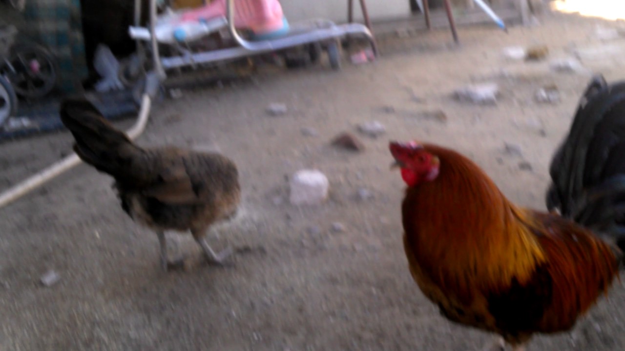como pisa el gallo ala gallina - YouTube
