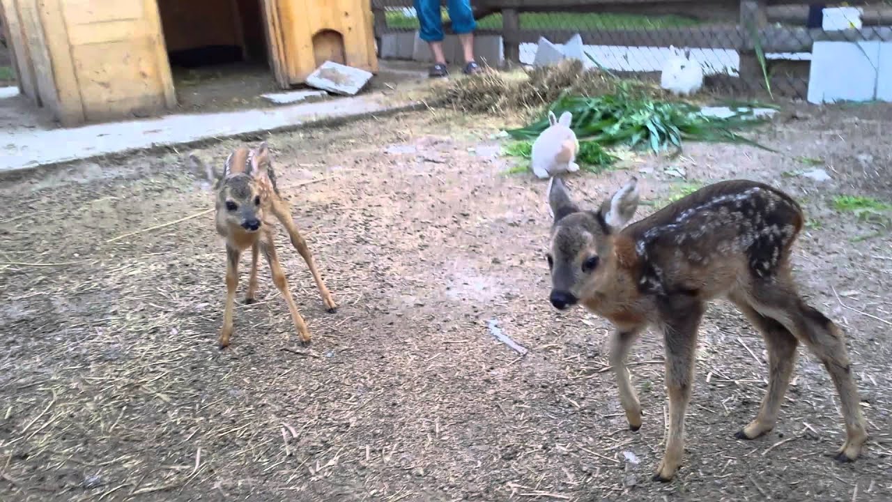 Pui de căprioară 2 - YouTube