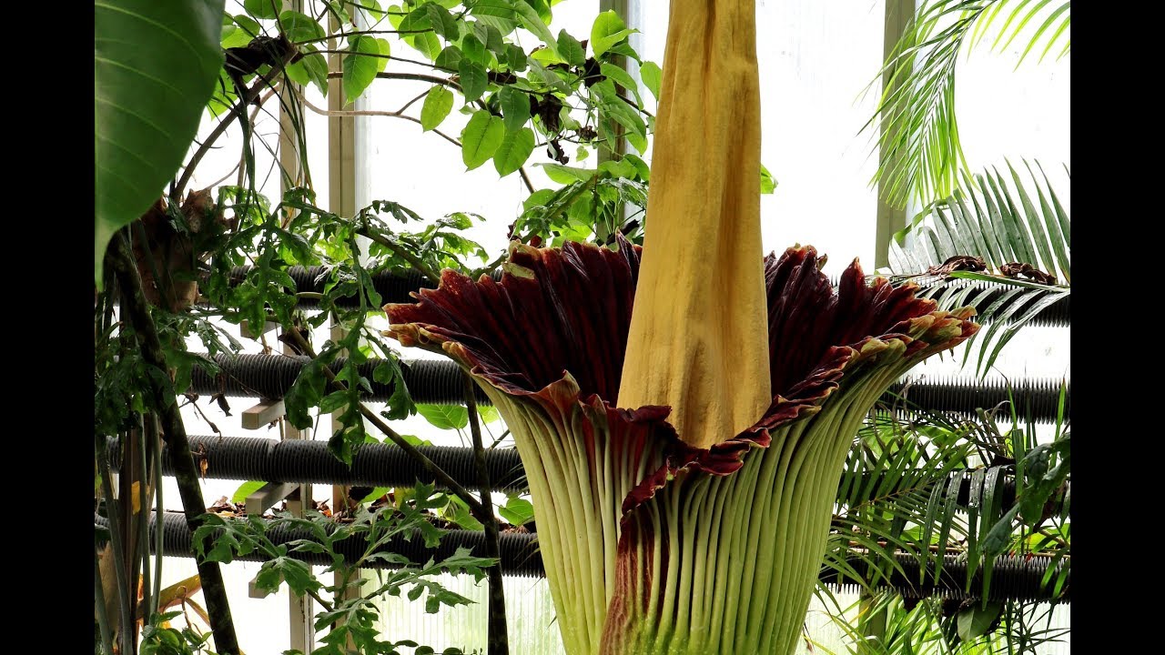 Giant plant being grown at Bristol Zoo Gardens - YouTube