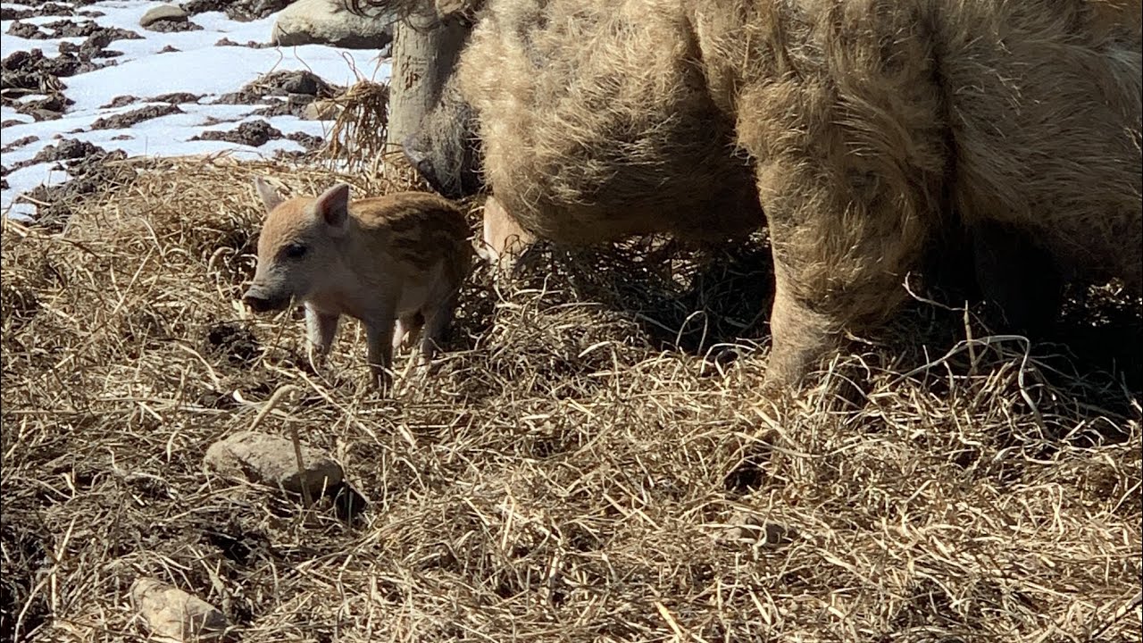 Farm animal babies FUN IN THE SUN!!☀️more baby piglets!! Our baby colt ...