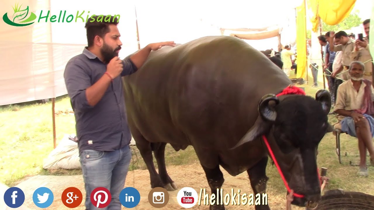 युवराज जैसा बुल न देखा होगा || Yuvraj Best Murrah Bull || कैसे तैयार ...
