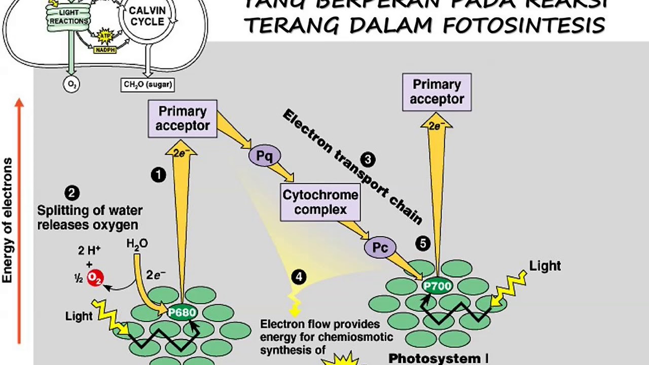 Materi Kuliah Fisiologi Tumbuhan_Enzim - YouTube