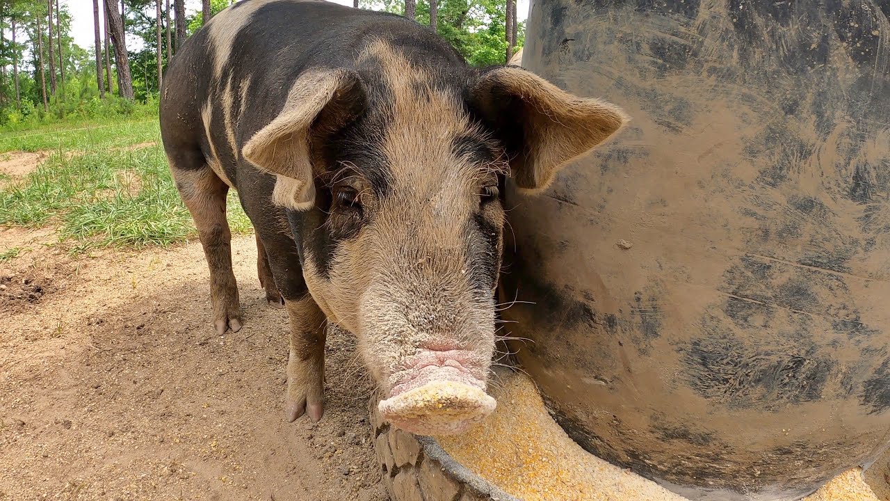 A Guide to Raising Low Maintenance, Healthy Pigs on the Homestead - YouTube