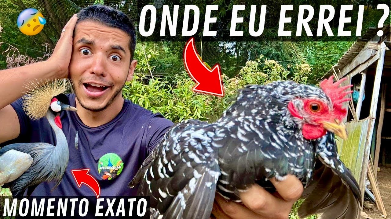 A Galinha Botou seu primeiro ovo | Grou Coroado Botando OVO | Cuidando ...