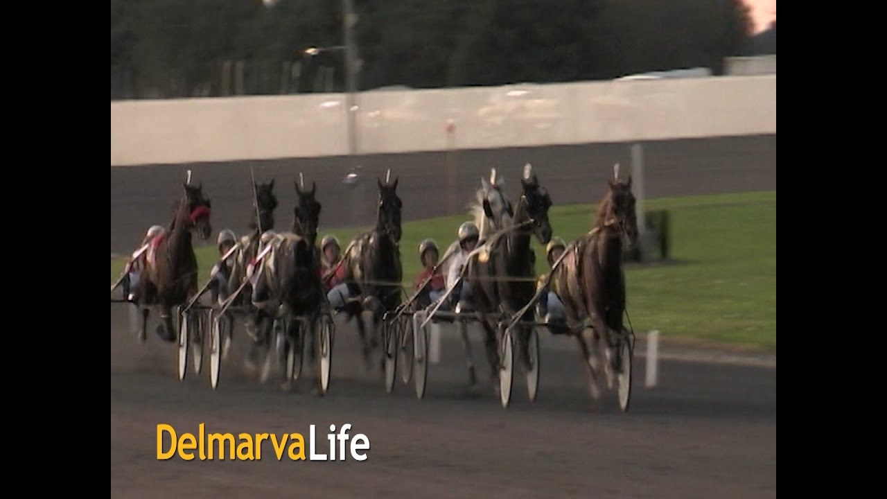Celebrating 25 Years of Thrilling Harness Racing: Exclusive Interview ...