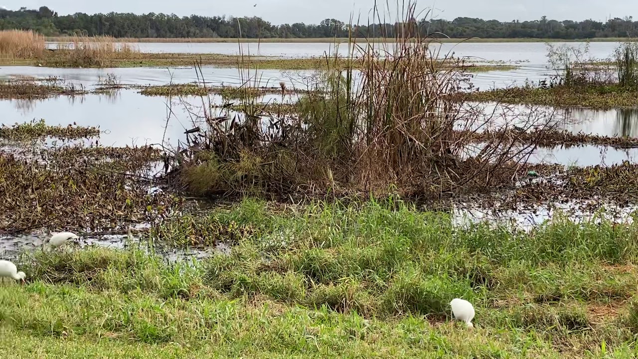 Lake Parker Park Stork gathering - YouTube