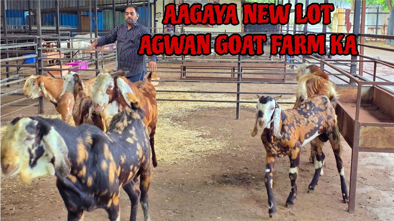 Agaya Naya Lot Agwan Goat Farm Ka Palne Wale Or Naiya Hakika Kro ...