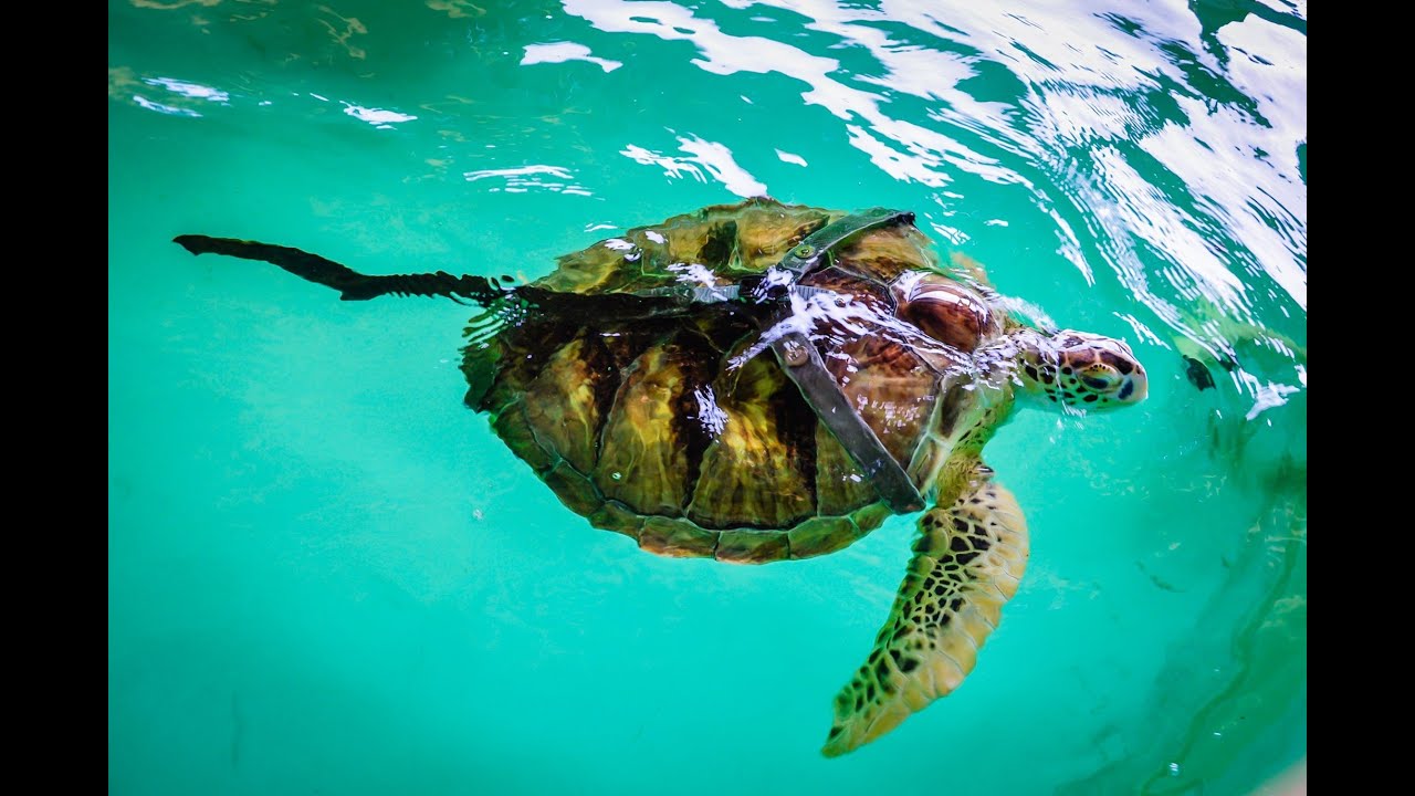 Let's Talk Turtles Live! Episode 8: Resident Spotlight Allison - YouTube