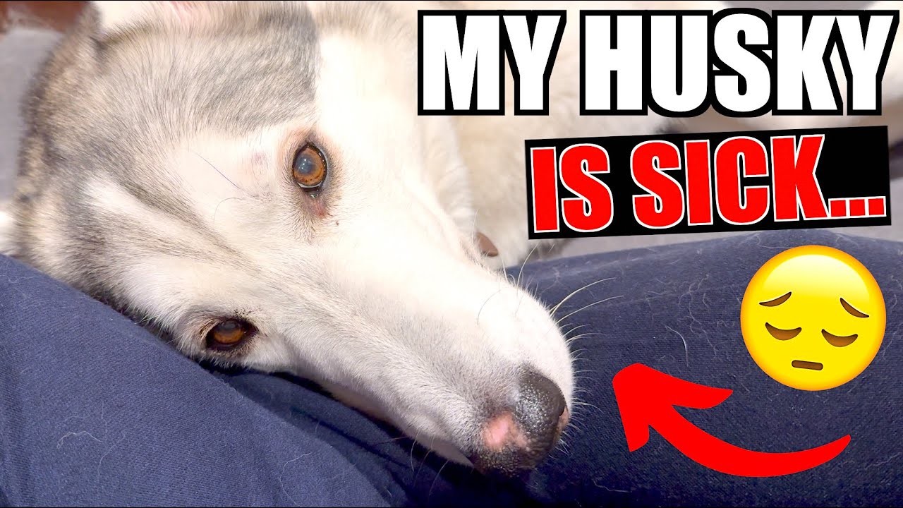 My Husky Is Sick... - YouTube