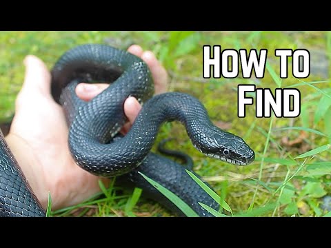 How to Find Snakes | Episode 7 - YouTube