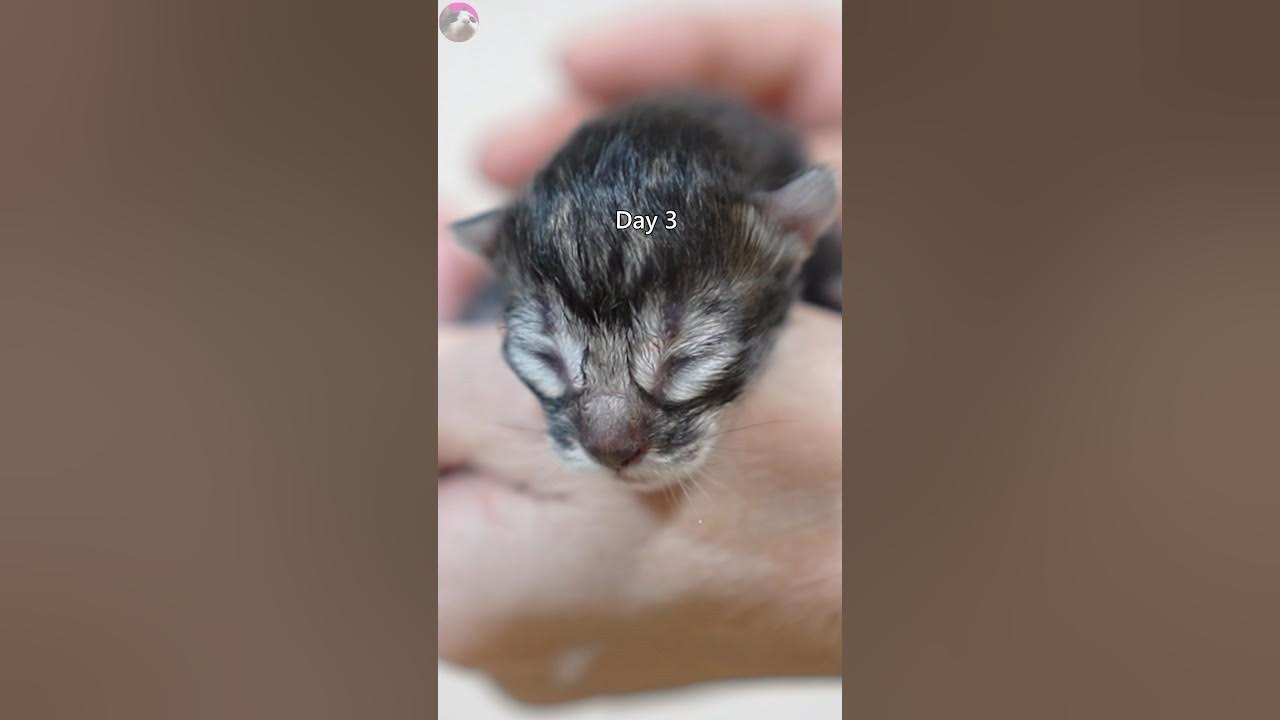 Timelapse Kitten Day 1 - Day 100 Cute😍😍 #kucing #kucinglucu #kitten #suaraanakkucing - YouTube