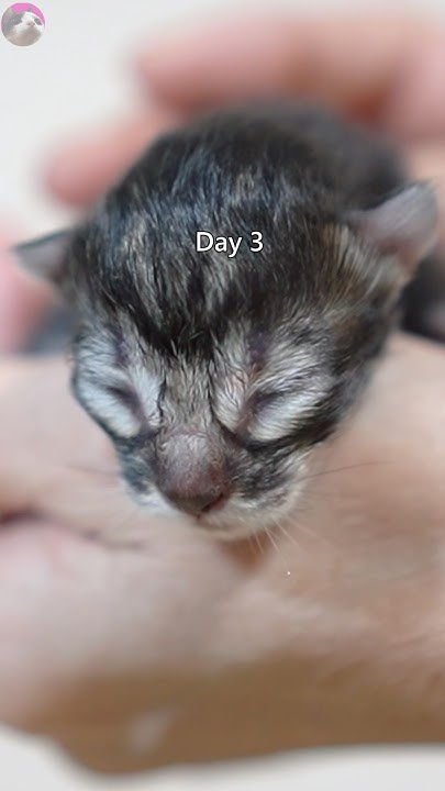 Timelapse Kitten Day 1 - Day 100 Cute😍😍 #kucing #kucinglucu #kitten #suaraanakkucing - YouTube