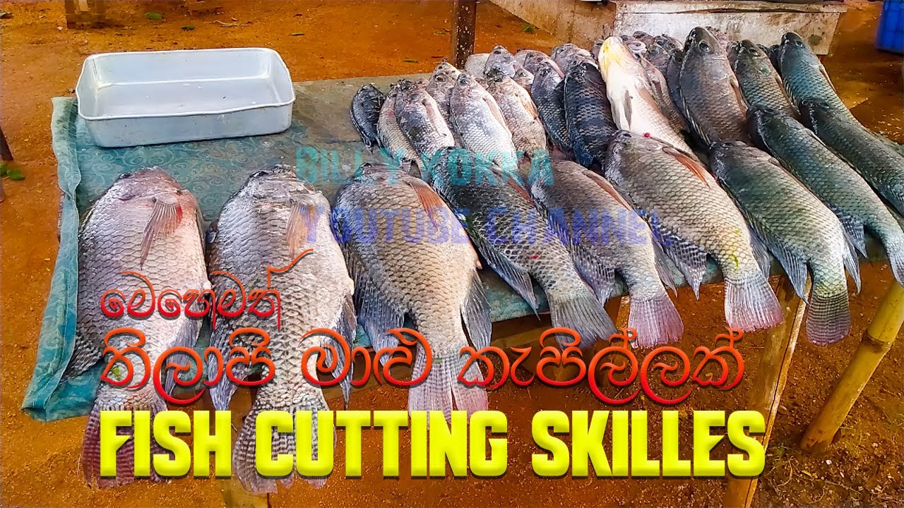 thilapi fish cutting skilles |thilapi fish |තිලාපි අල්ලමු | billy kokka ...