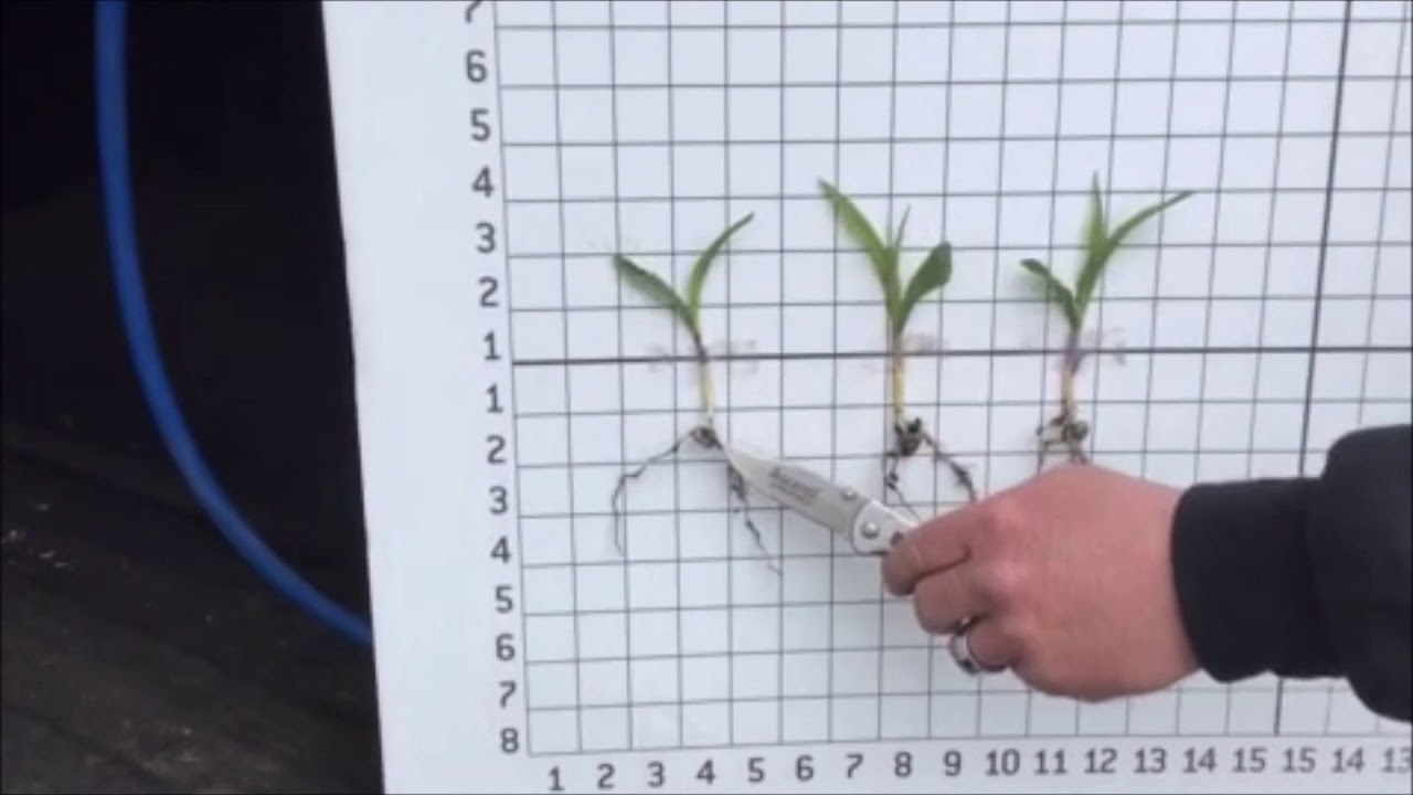 Digital Answer Plot 2020: Corn Seed Treatment Demo 5-21-2020 - YouTube