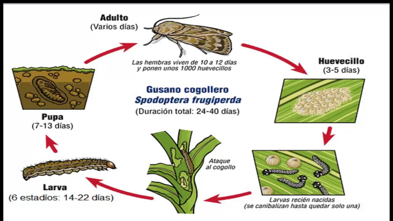 Spodoptera spp - YouTube