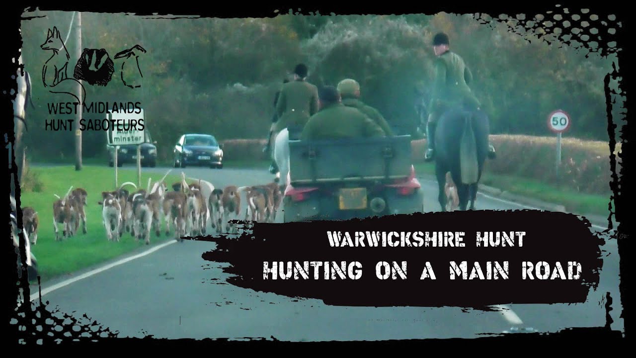 Hunting on a busy road - Warwickshire Hunt - YouTube