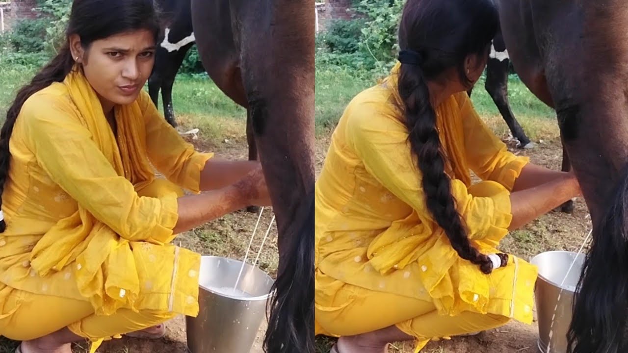 🐄 cow milking with my morning 🌄 daily routine #cow #animals # ...