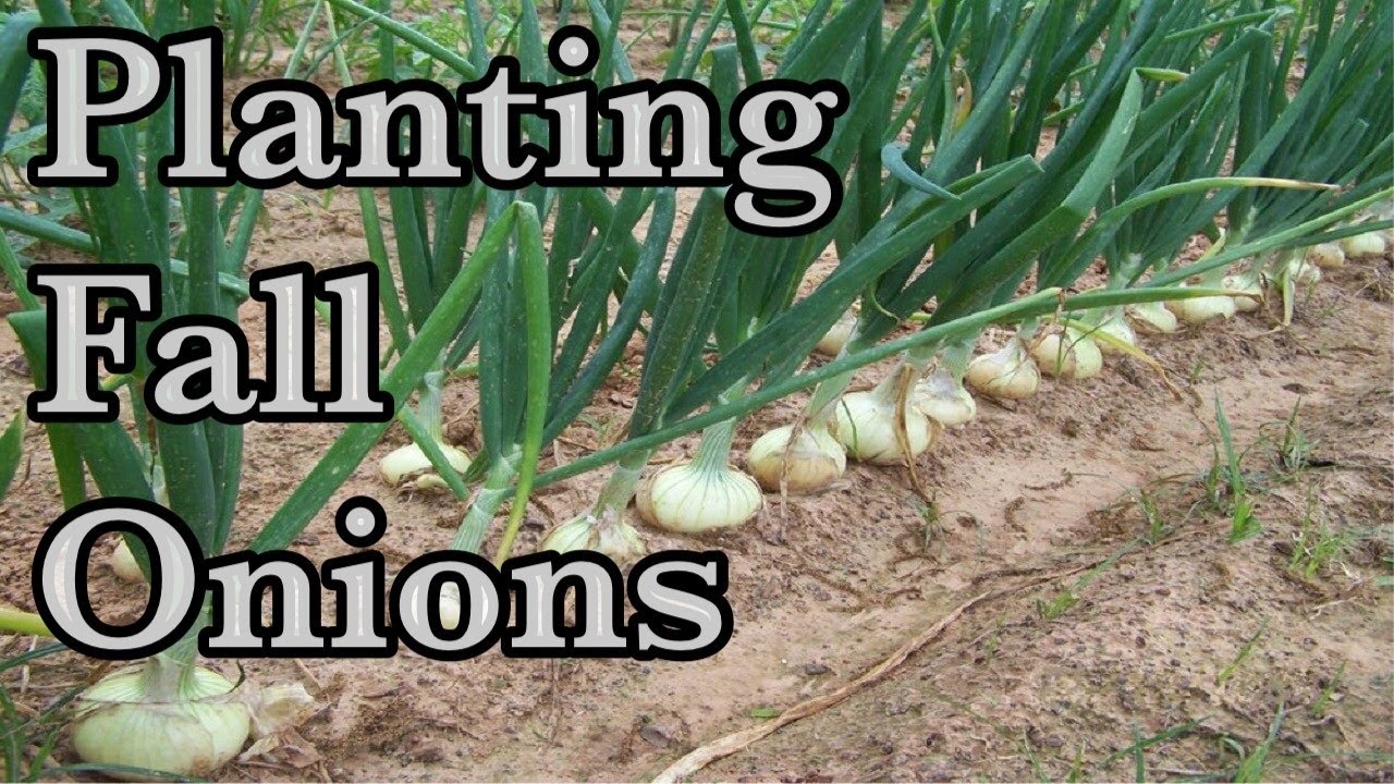 Planting our Fall onions | Candy sweet onions | Red Creole onions - YouTube