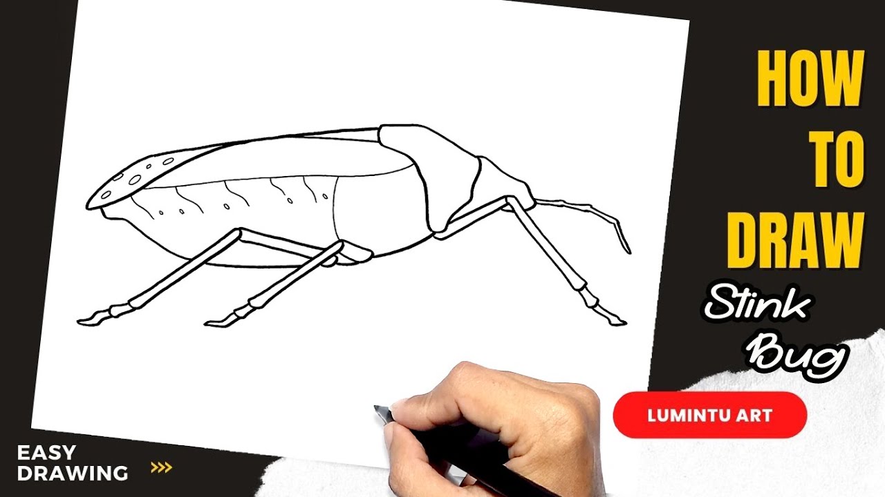 How to draw Stink Bug - Easy Stink Bug Drawing - YouTube
