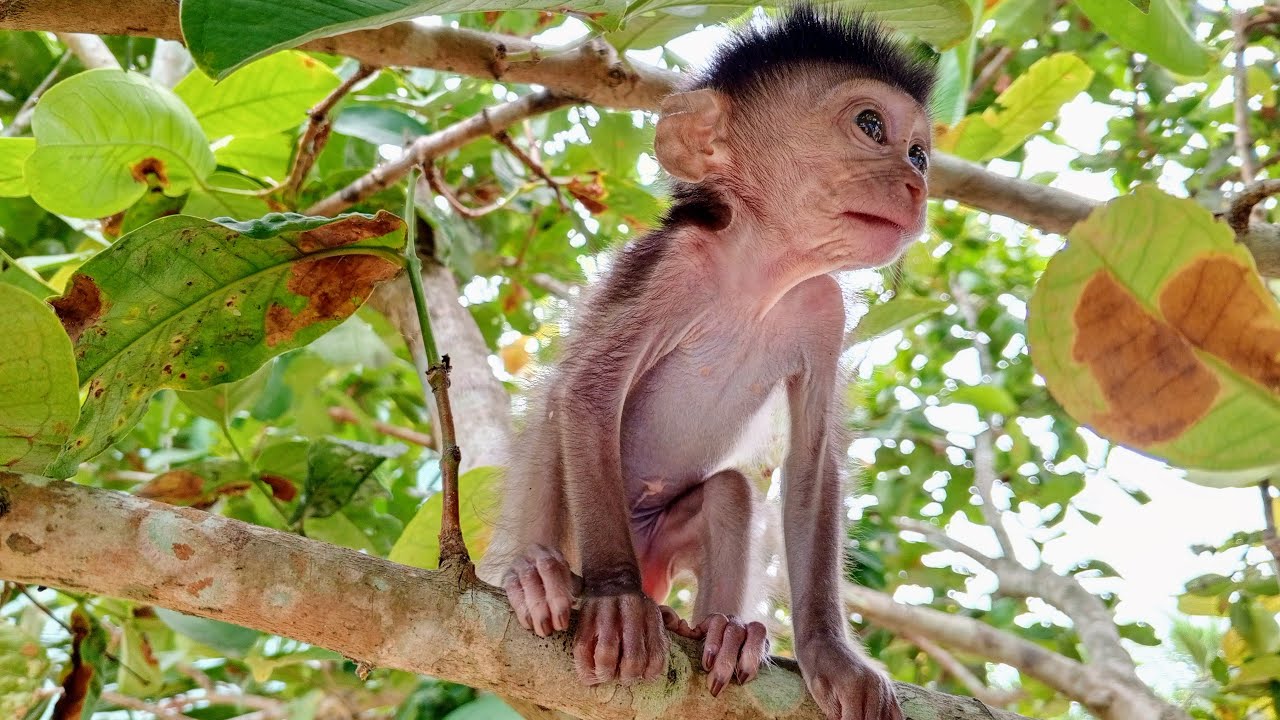 [ Monkey Raja ] Getting him used to playing in nature is a natural way ...
