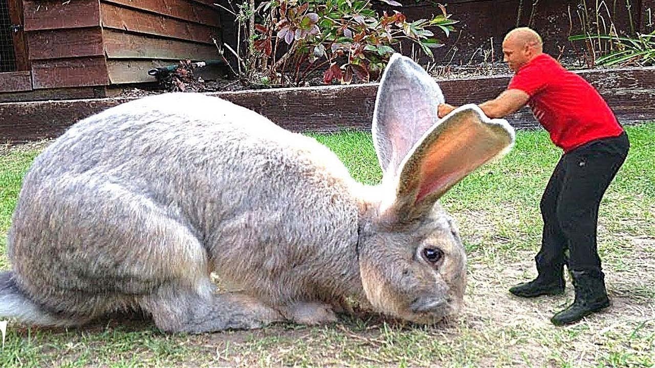 Top 10 Largest Animals in the World Captured on Camera - YouTube