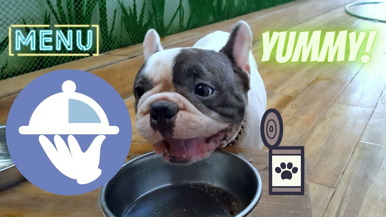 VLOG #12 || ASMR Mukbang by French Bulldog || Choji || Dog food - YouTube