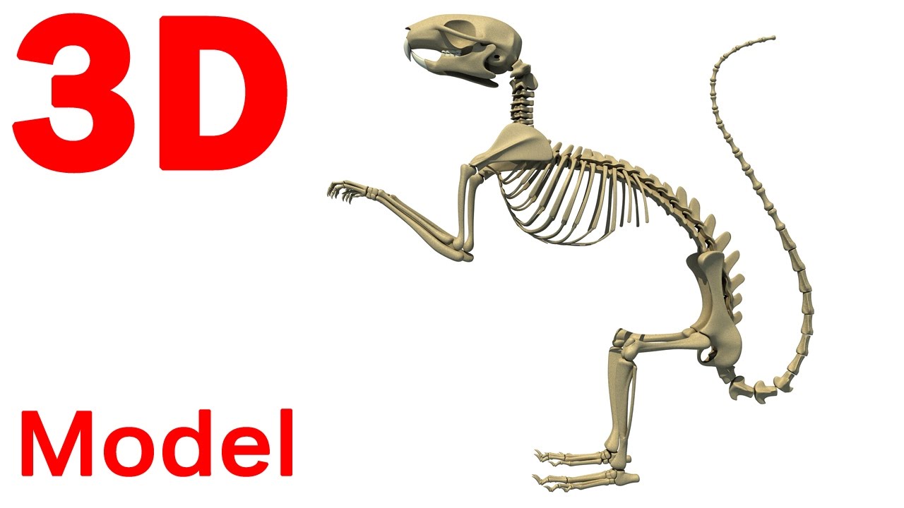 Squirrel Skeleton - YouTube