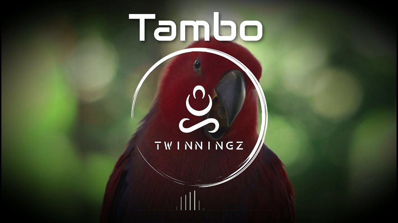 Twinningz - Tambo | Music for Study & Relaxation - YouTube
